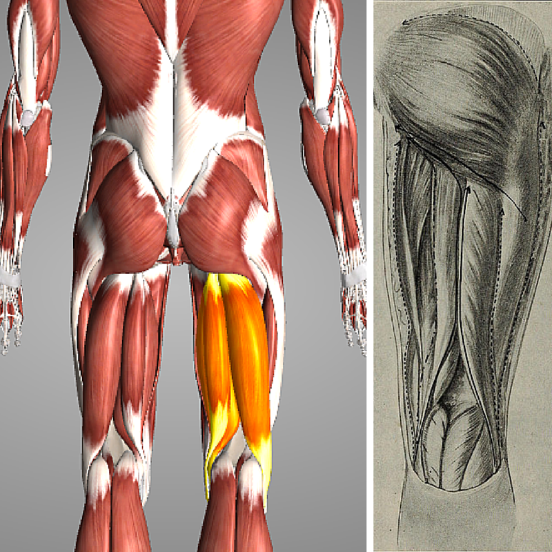 Entrenar en casa isquiotibiales. – A.D. Korrikazaleak
